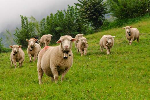 BELLWETHER Definition & Meaning - Merriam-Webster